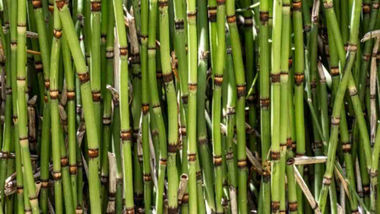 Jangan Remehkan Tebu! Tanaman Manis Ini Menyimpan Manfaat Besar bagi ...